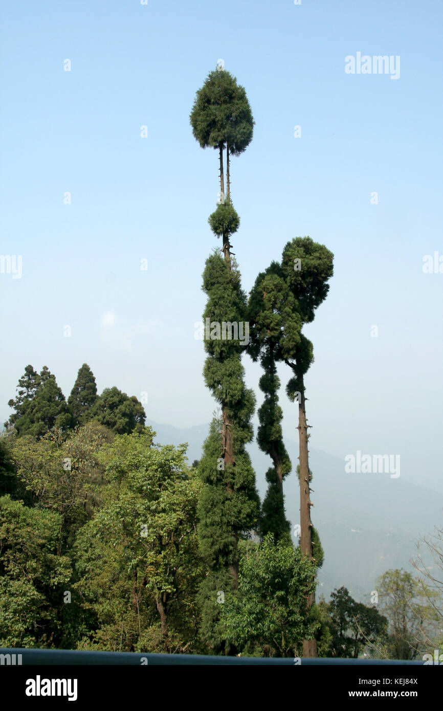 Thick foliage hi-res stock photography and images - Alamy