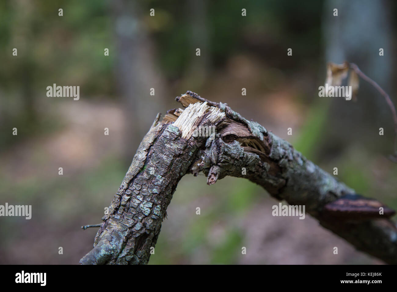 Broken tree bough hi-res stock photography and images - Alamy