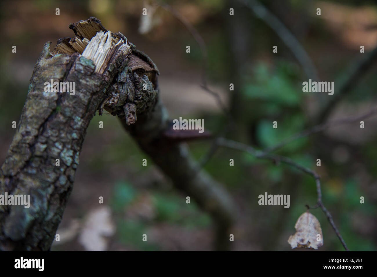 Dry branch broken but still attached Stock Photo - Alamy