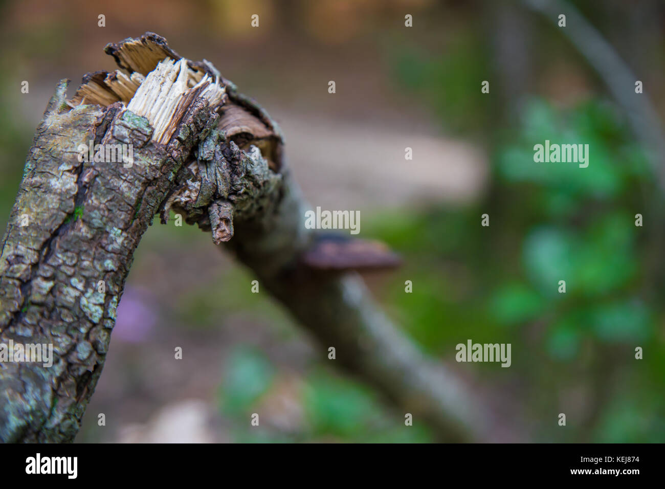 Woodland snap hi-res stock photography and images - Alamy