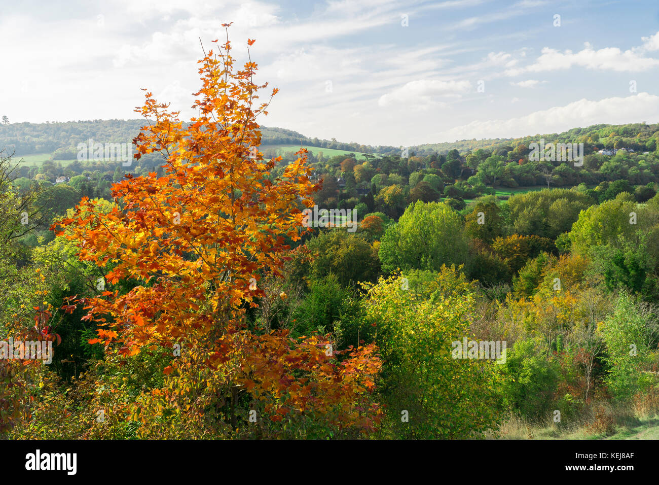 Bg tree country hi-res stock photography and images - Alamy