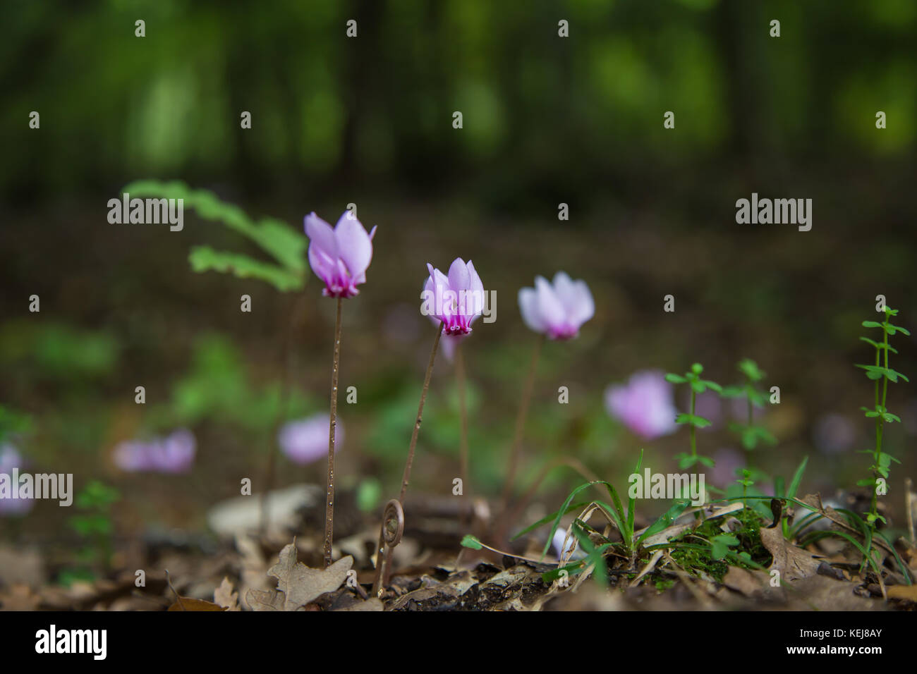 Wild cyclamen in a forest in autumn Stock Photo - Alamy