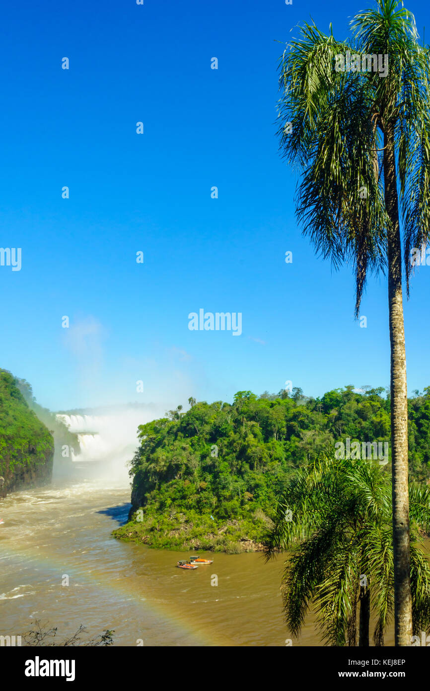Palm trees and the Iguazu waterfalls, in the Iguazu National Park, on ...