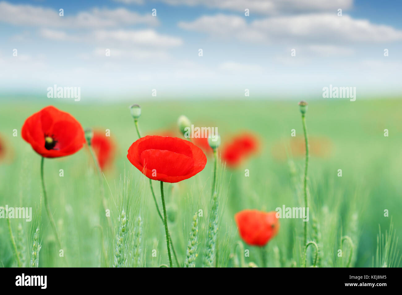 poppies flower on field spring season Stock Photo - Alamy