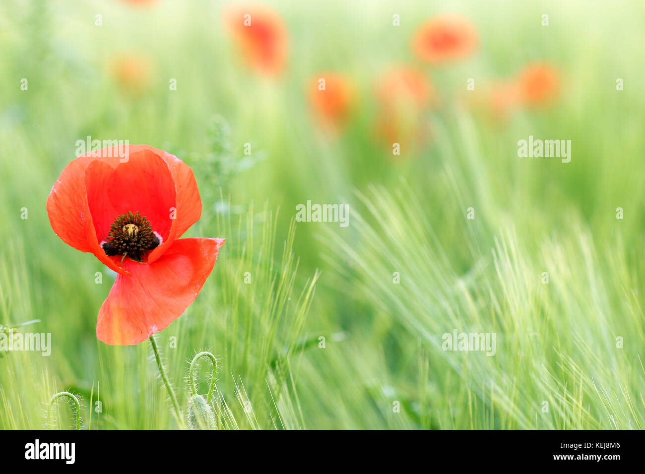 poppy flower green field spring season Stock Photo - Alamy