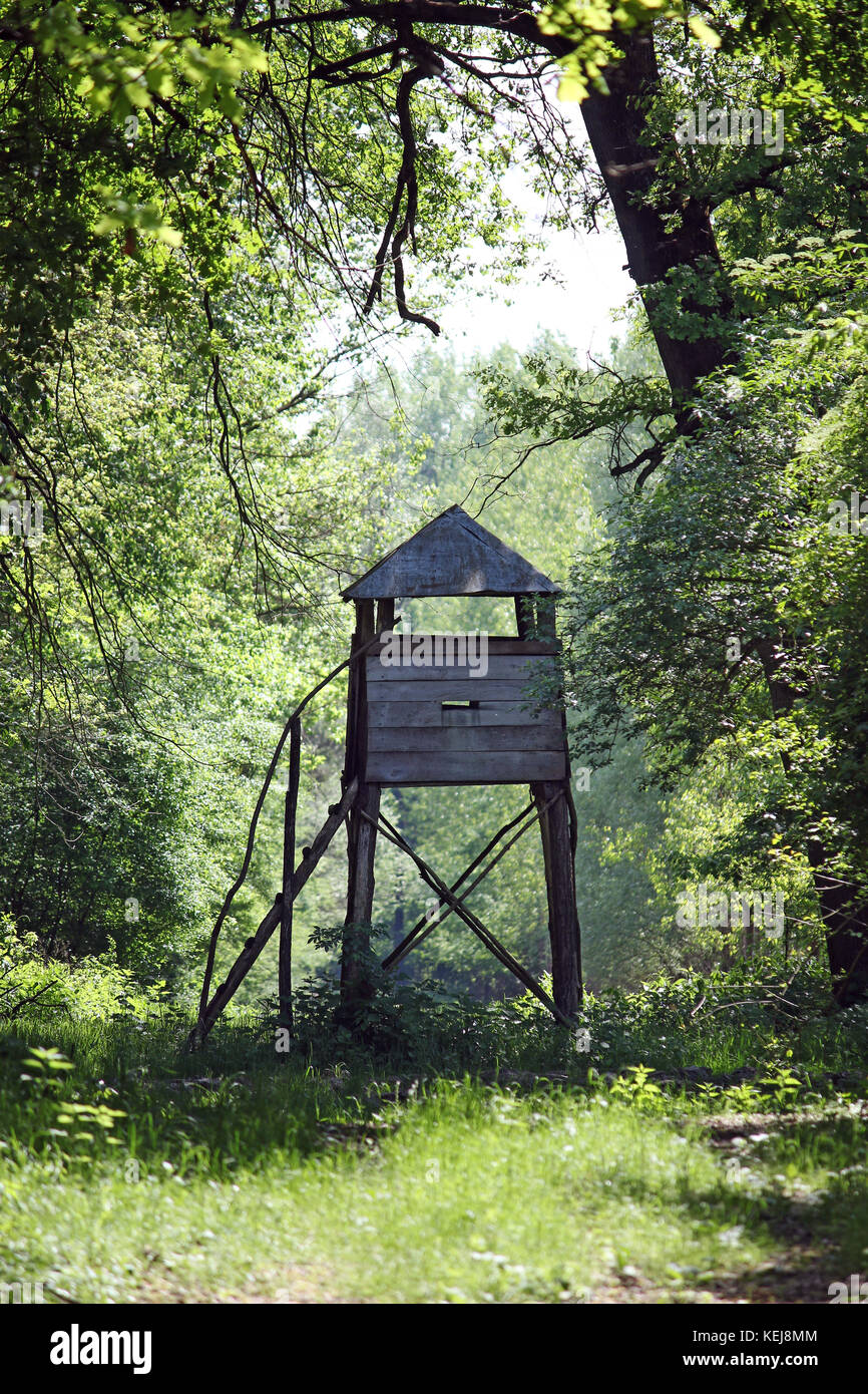 wooden hunter tower in forest Stock Photo - Alamy