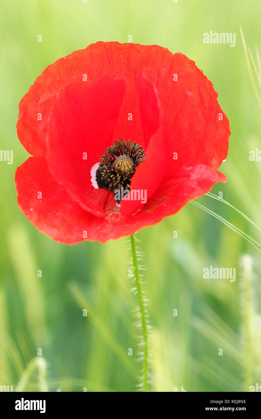 poppy flower close up spring season Stock Photo - Alamy