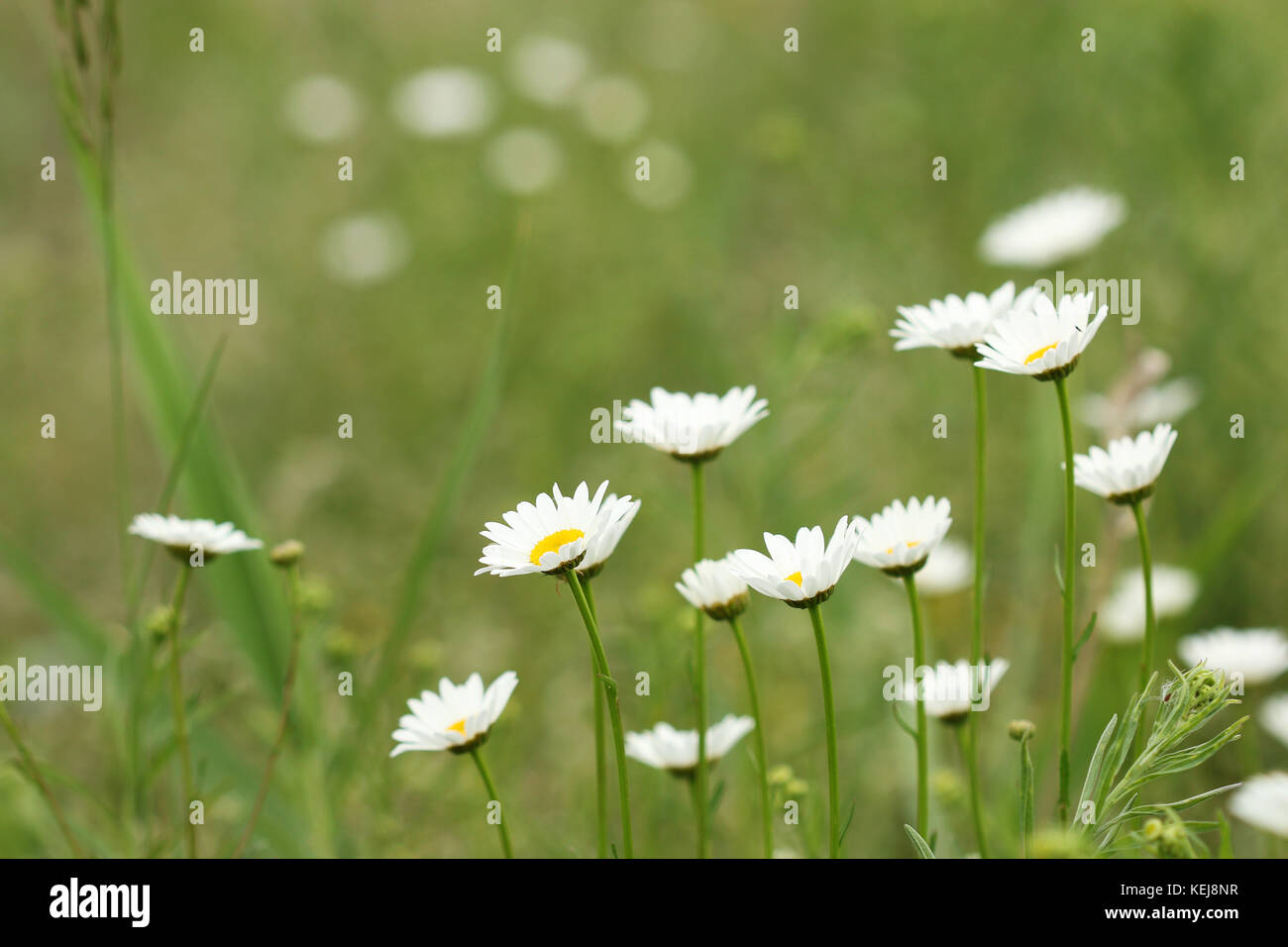 Spring daisy season field grass hi-res stock photography and images - Alamy