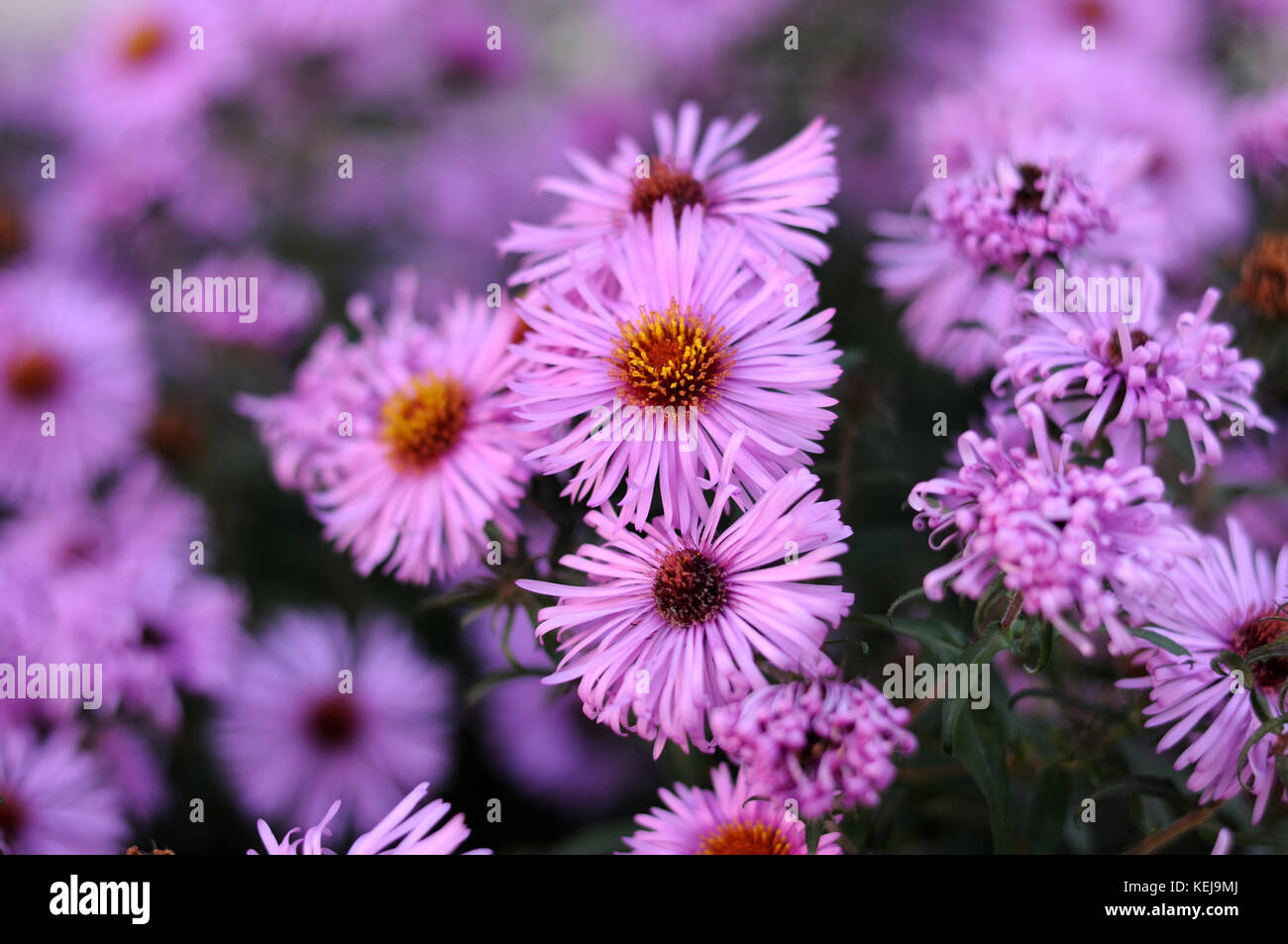 Bush aster shrub hi-res stock photography and images - Alamy