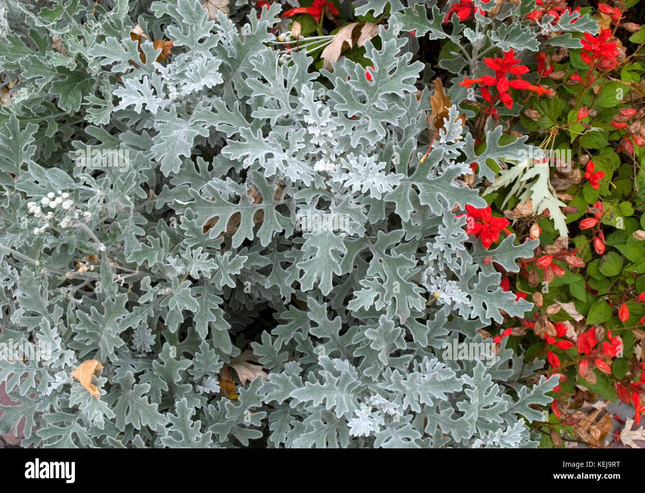 Senecio cineraria "Silver Dust" shrub in autumn Stock Photo - Alamy