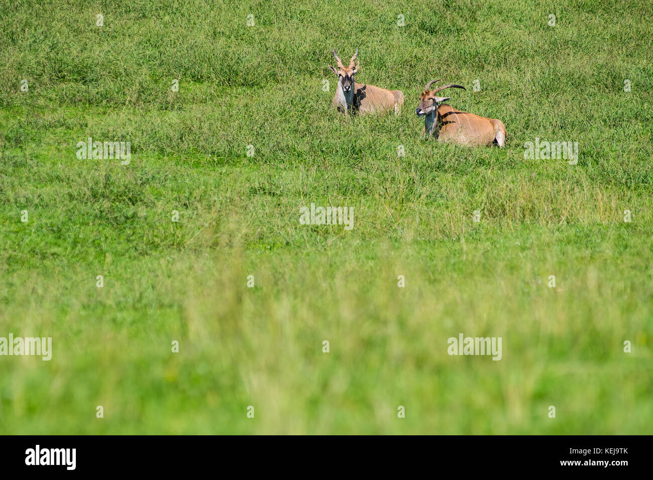 Sable antelope africa hi-res stock photography and images - Alamy