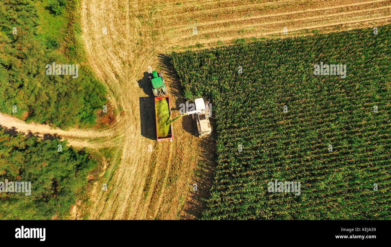 aerial view on harvester croping corn on italian fields in italy, with ...