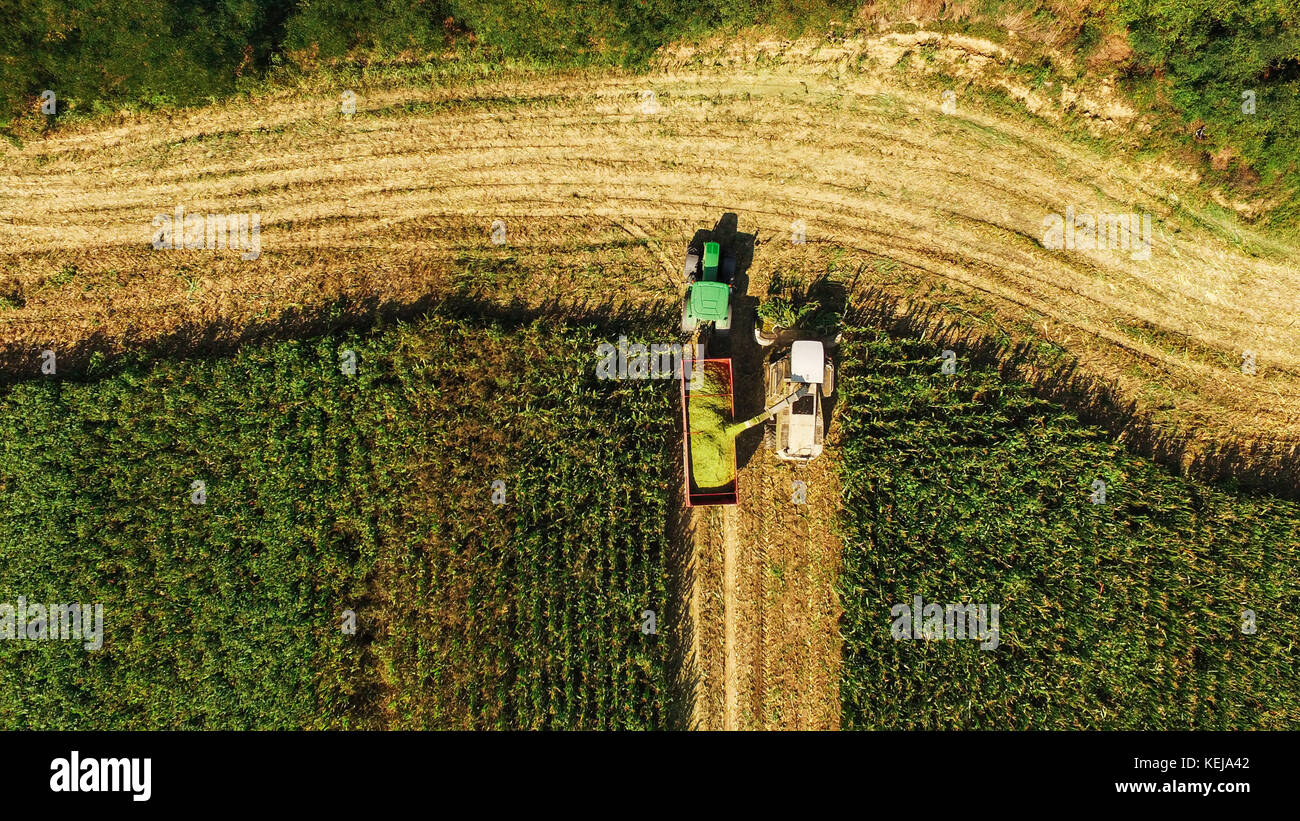 aerial view on harvester croping corn on italian fields in italy, with ...