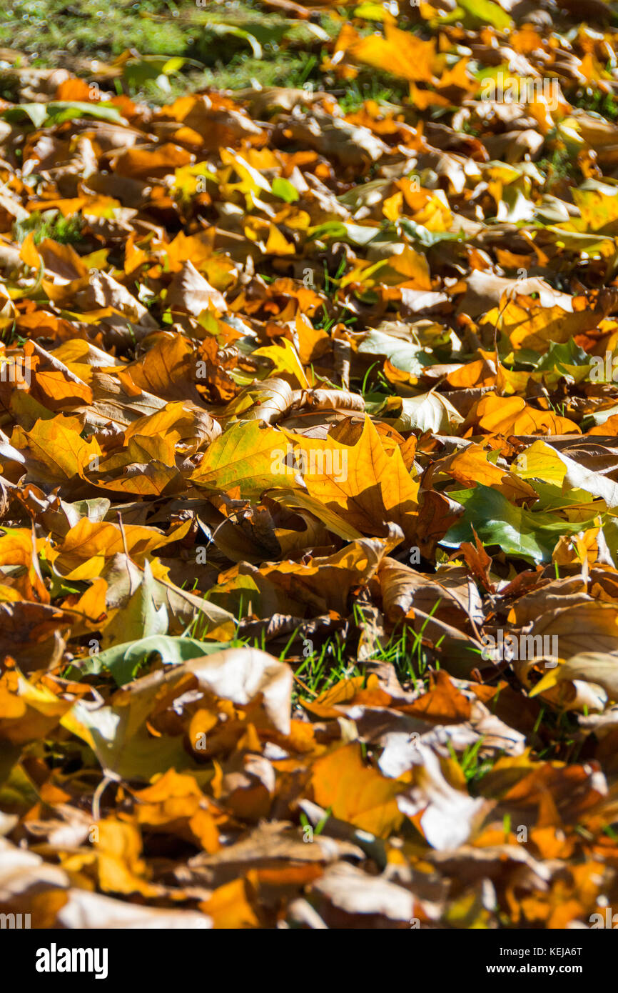 Sycamore leaves aceraceae hi-res stock photography and images - Alamy