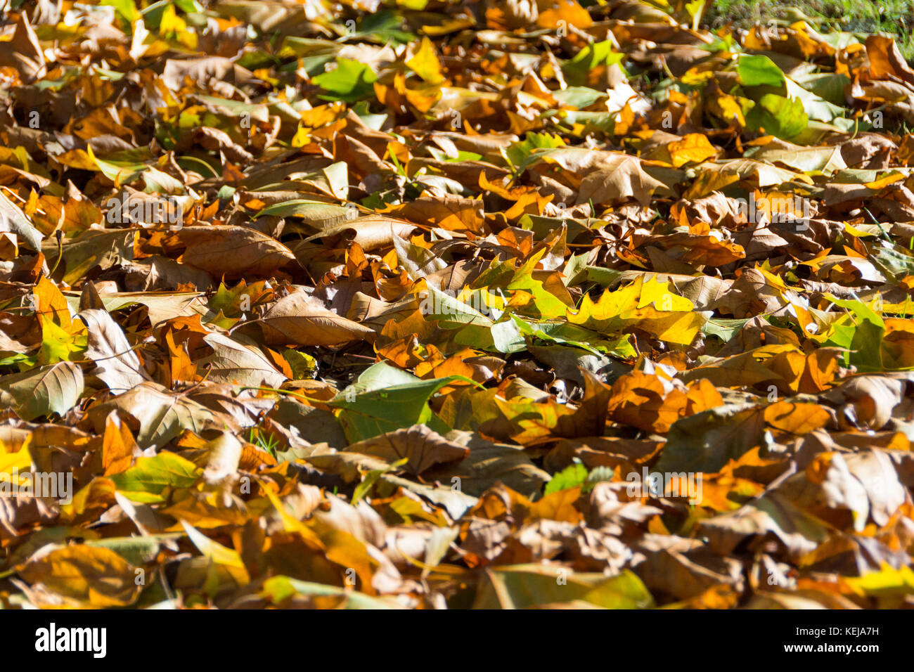 Autumn Sycamore (Aceraceae) leaf fall Stock Photo - Alamy