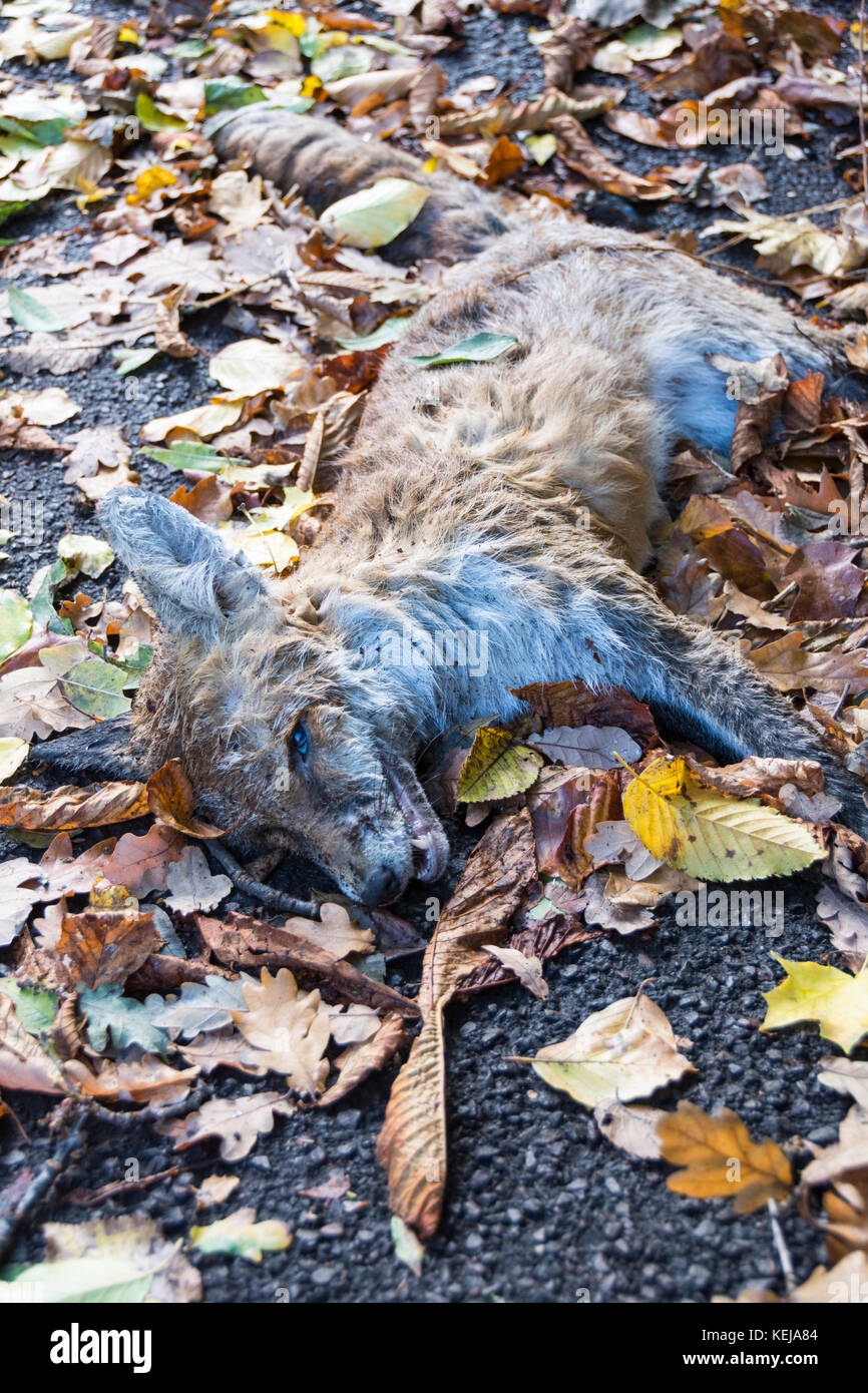 A dead urban red fox (Vulpes vulpes), surrounded by autumn leaves, next ...