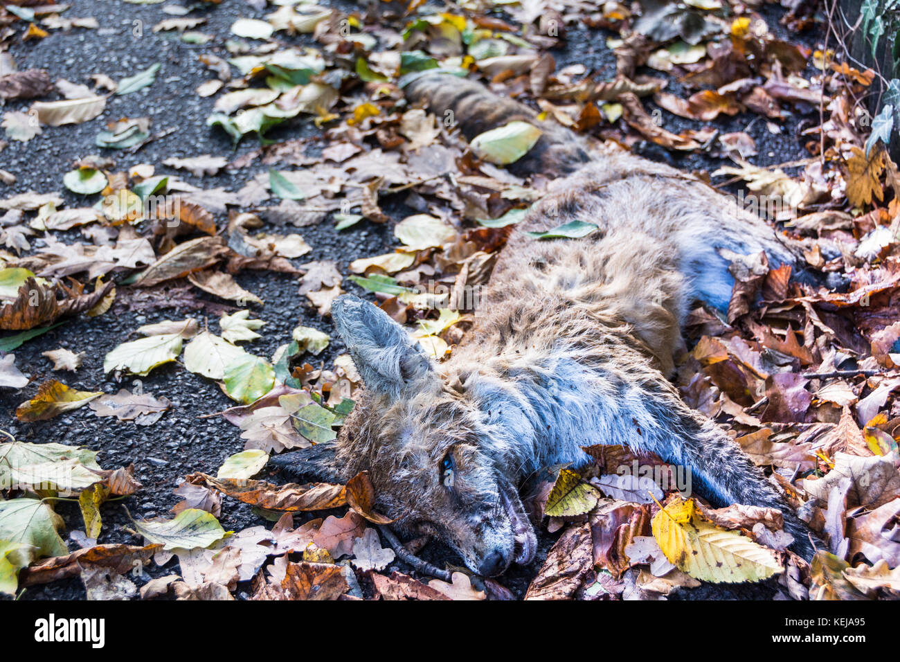Dead fox in road hi-res stock photography and images - Alamy