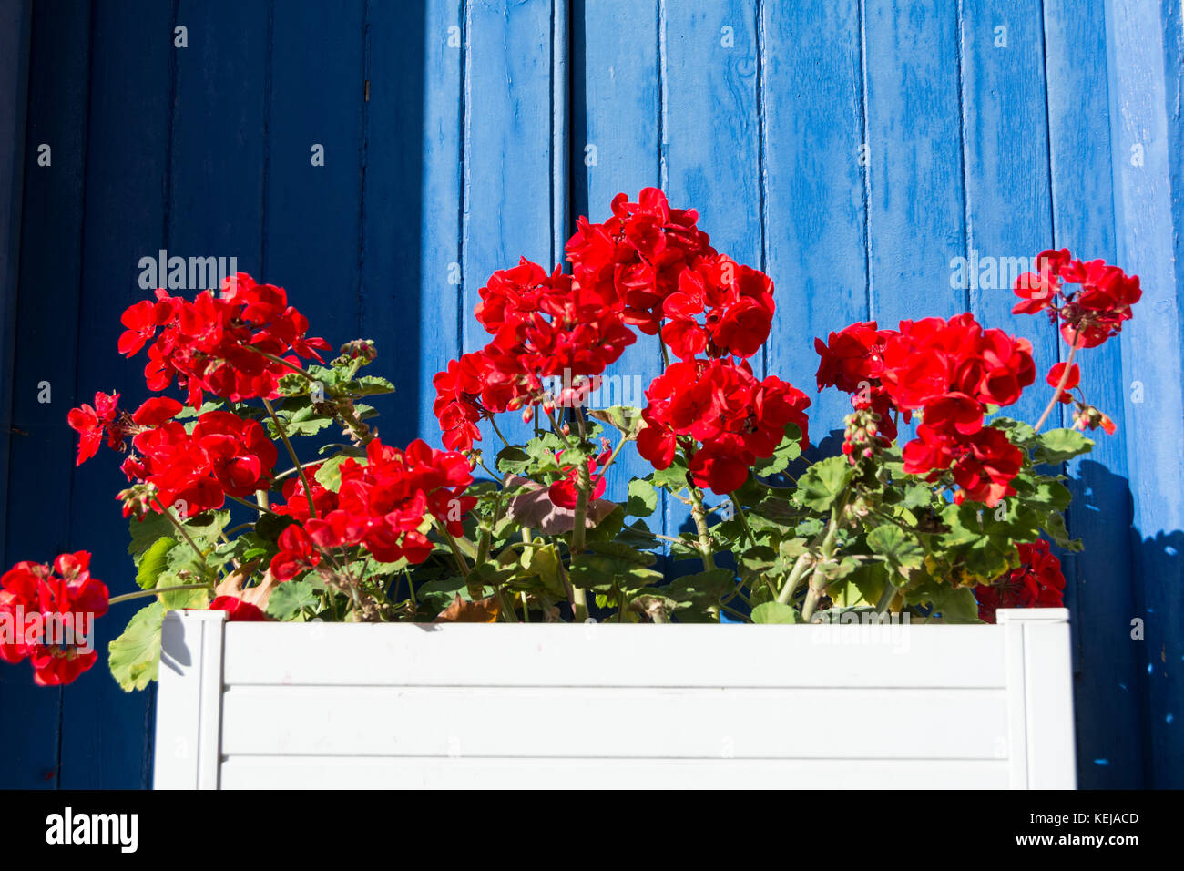 Bright red geraniums (Pelargoniums) in a window box set against a blue ...
