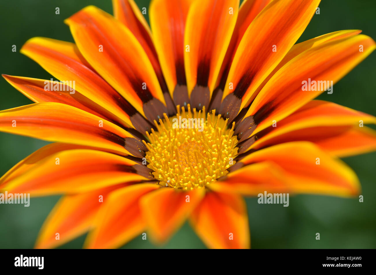 Beautiful flower in a meadow, close up micro Stock Photo - Alamy