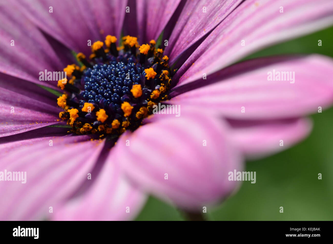 Close up view of the purple daisy Stock Photo - Alamy