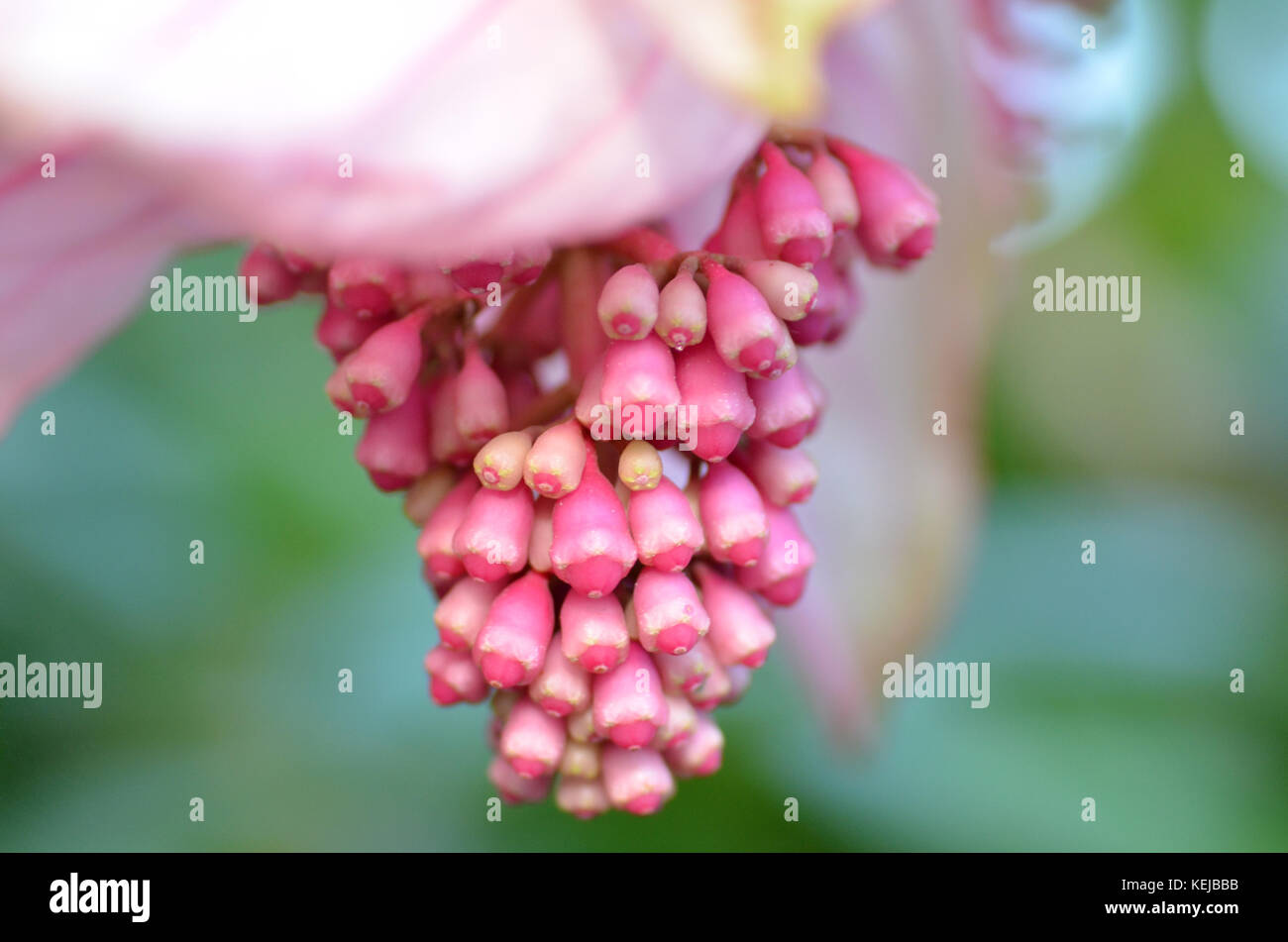 Healthy Hawaiian rose grape flower hanging in a botanical garden Stock ...