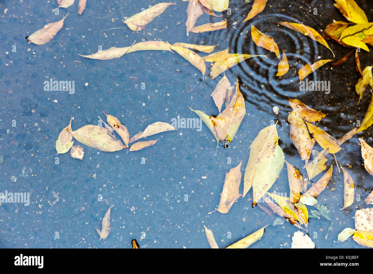 water puddle after rain with colorful fallen autumnal leaves in it ...