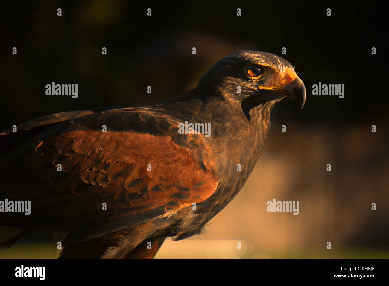 Closup of Falcon in the sunset Stock Photo - Alamy