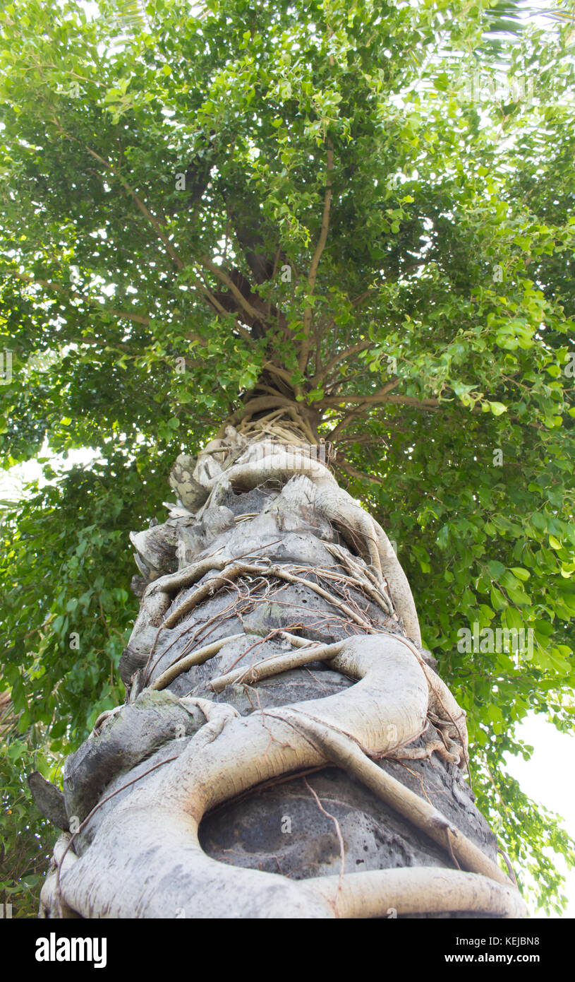 Strangler fig growing on hi-res stock photography and images - Alamy