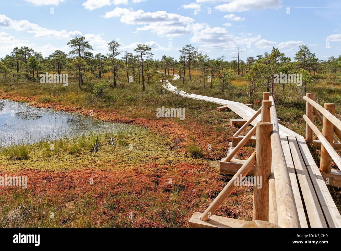 Wooden path in the bog Stock Photo - Alamy