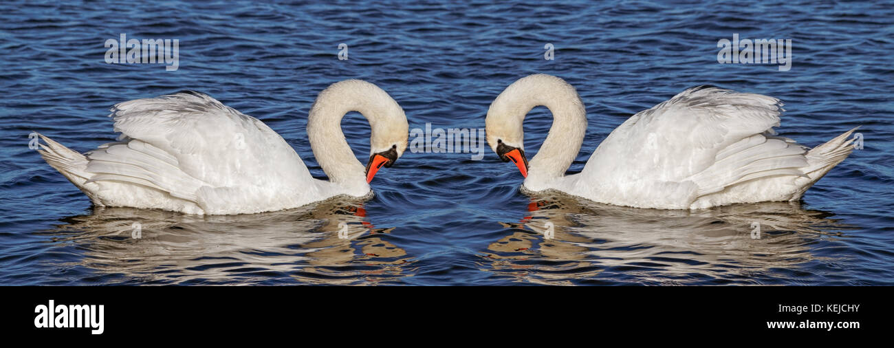 Two swans in the mirror Stock Photo - Alamy