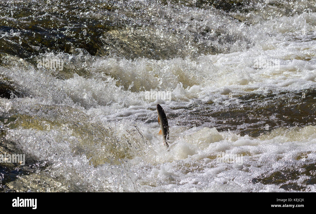 Fish jumping up in waterfall and going upstream for spawning Stock ...