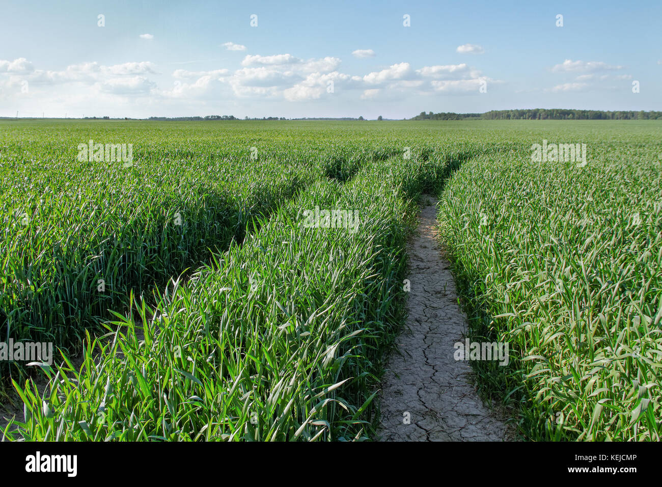 Green wheat field Stock Photo - Alamy