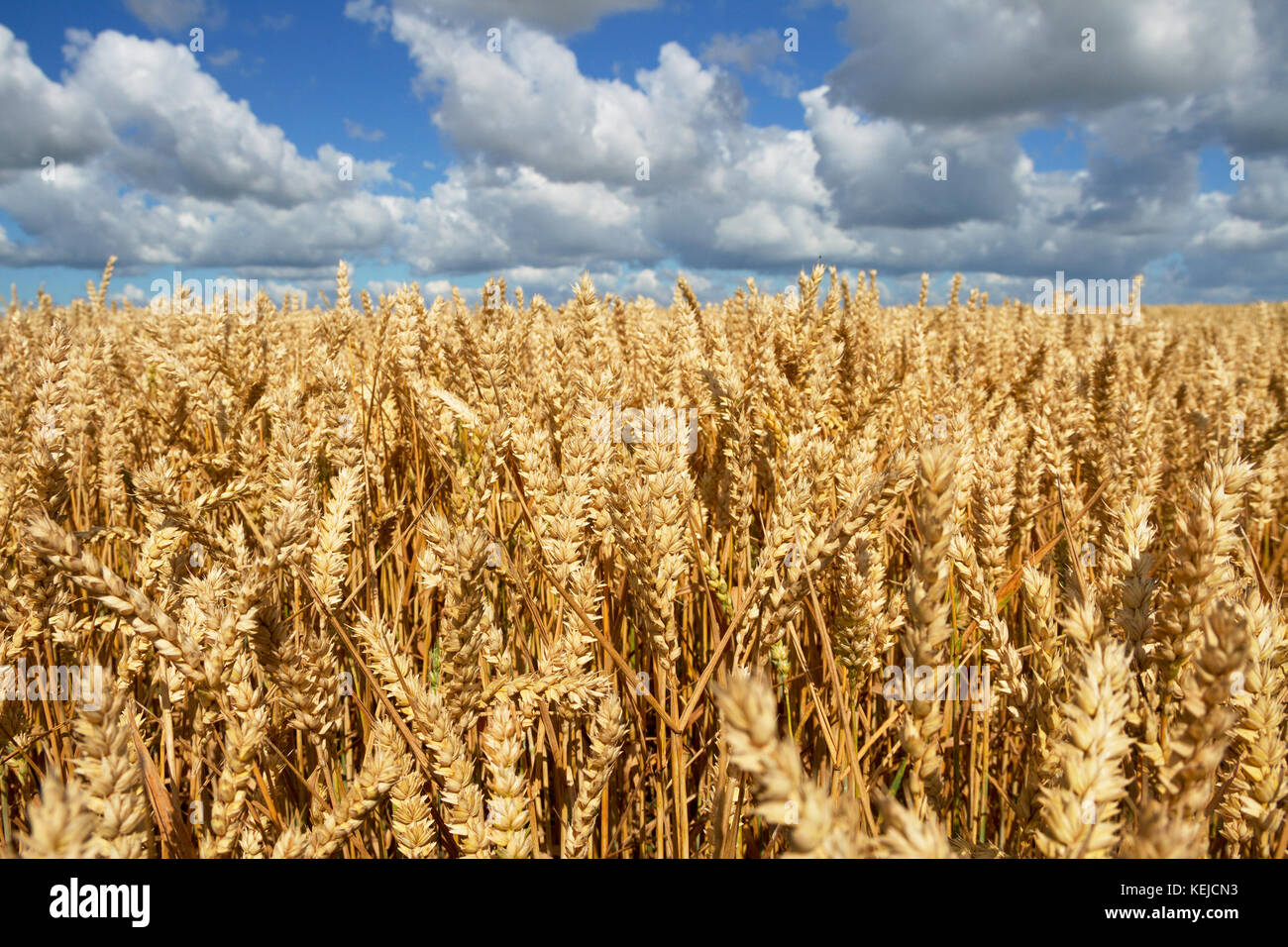 Ripe wheat on field Stock Photo - Alamy