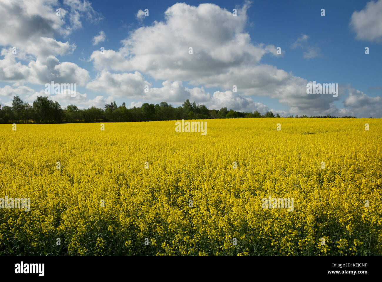Blooming canola field and blue sky with clouds Stock Photo - Alamy