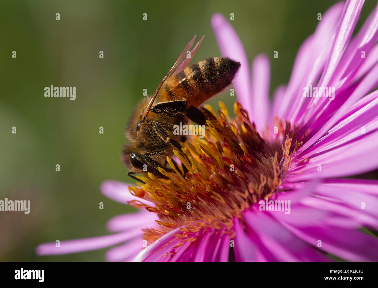 On bee on the violet flower Stock Photo - Alamy