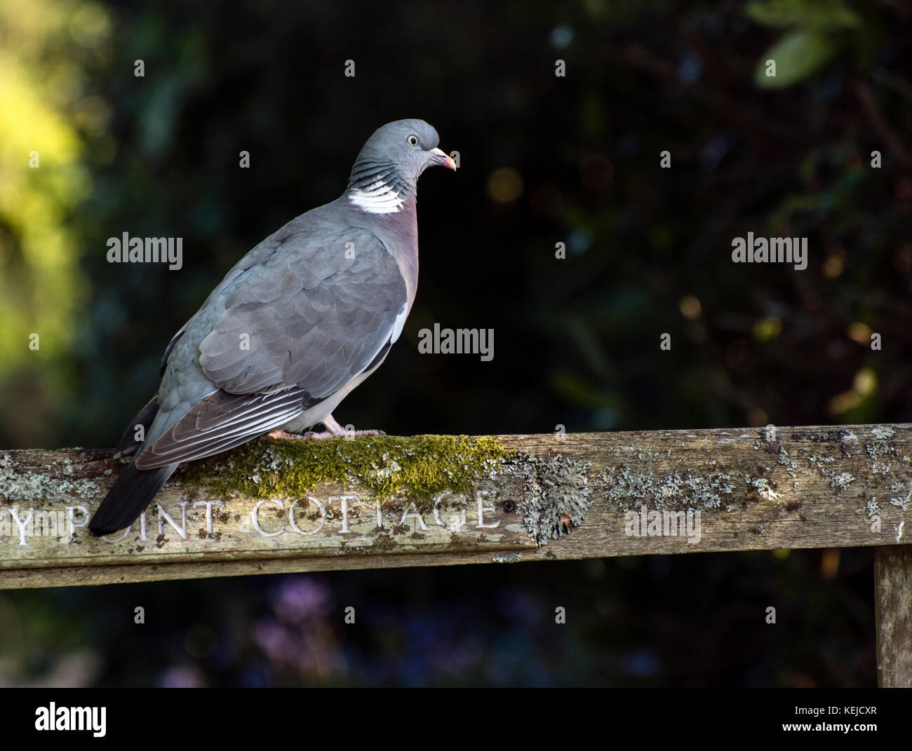 Wood pigeon on gate Stock Photo - Alamy