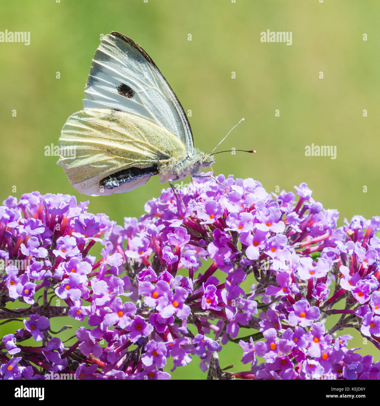 A macro shot of a large white butterfly collecting pollen from a ...