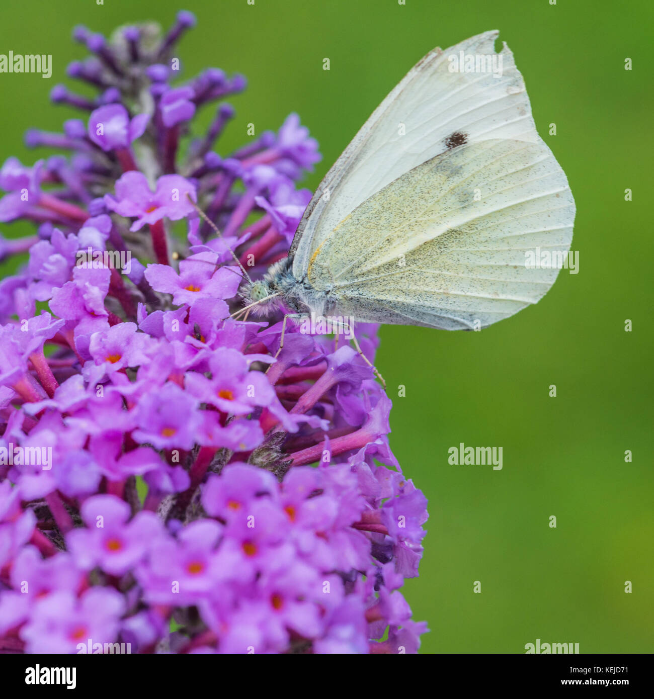 A macro shot of a small white butterfly feeding from a buddleia bush ...