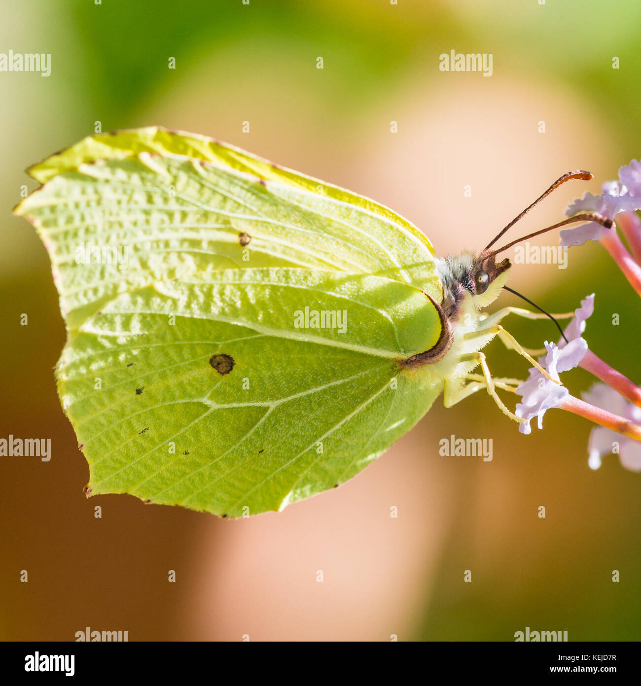 A macro shot of a brimstone butterfly collecting pollen from a ...