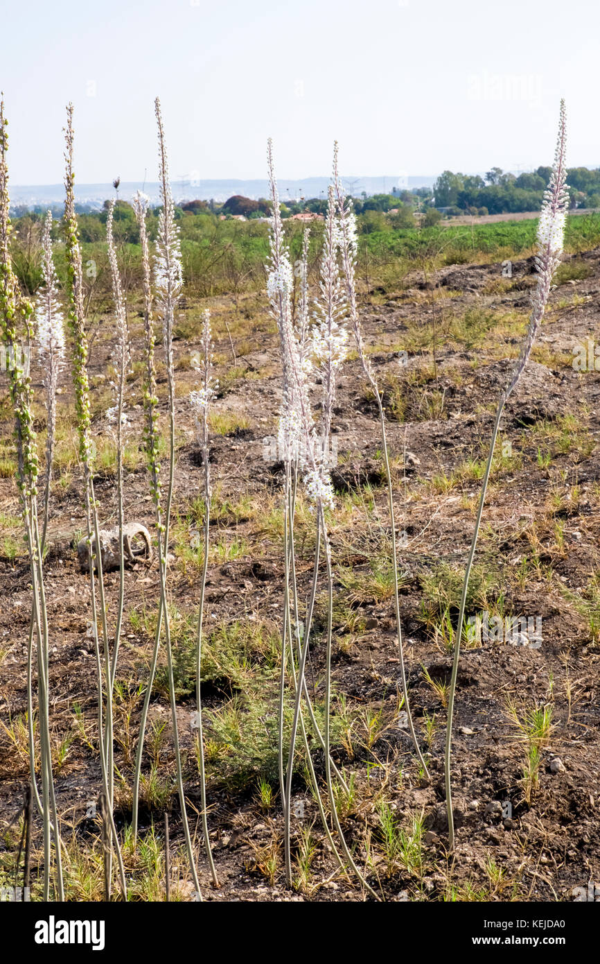 Flowering Sea Squill, (Drimia maritima). Photographed in Israel, autumn ...