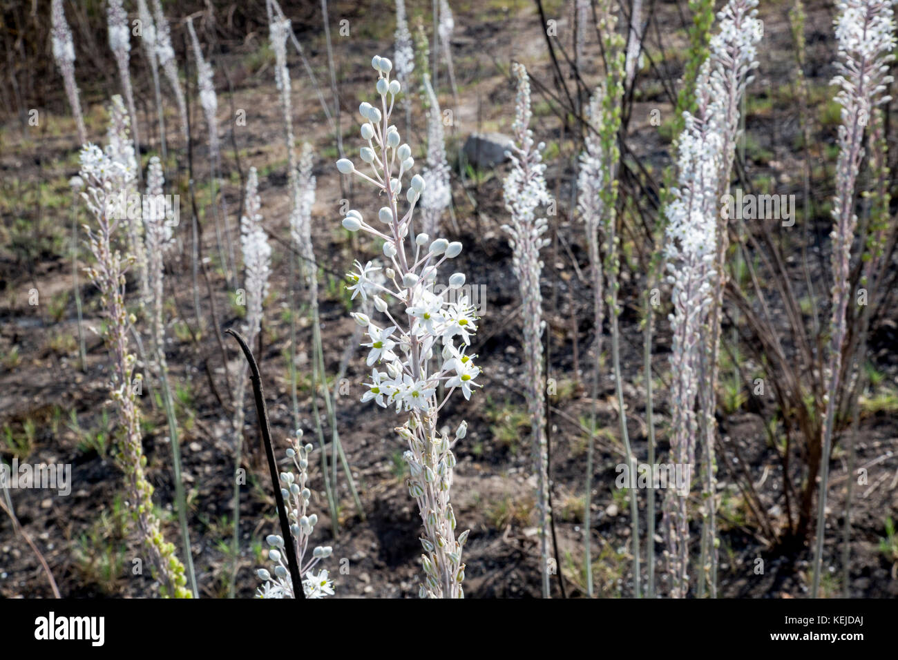 Flowering Sea Squill, (Drimia maritima). Photographed in Israel, autumn ...