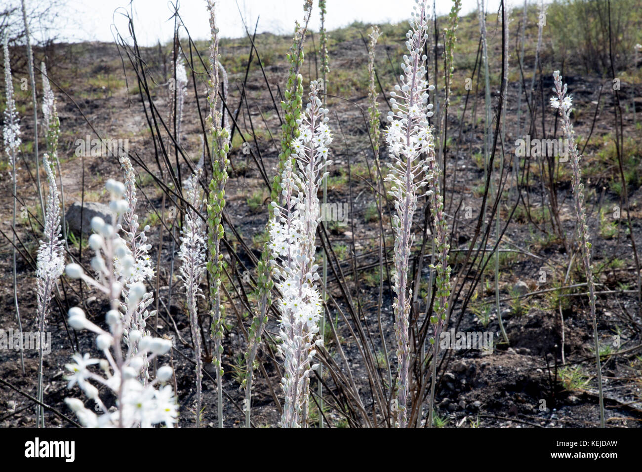 Flowering Sea Squill, (Drimia maritima). Photographed in Israel, autumn ...