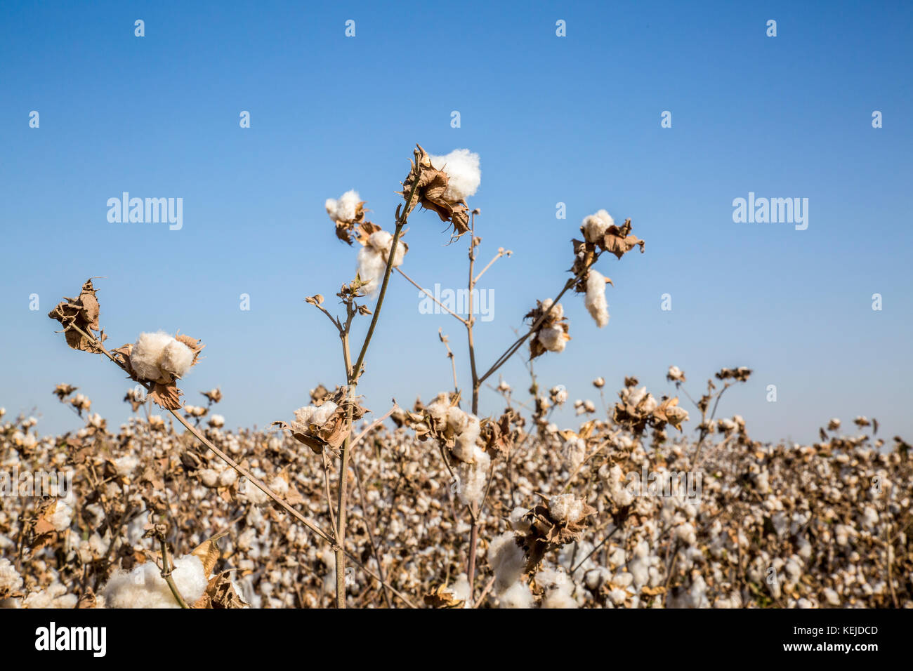 Cellulose fibre plant hi-res stock photography and images - Alamy