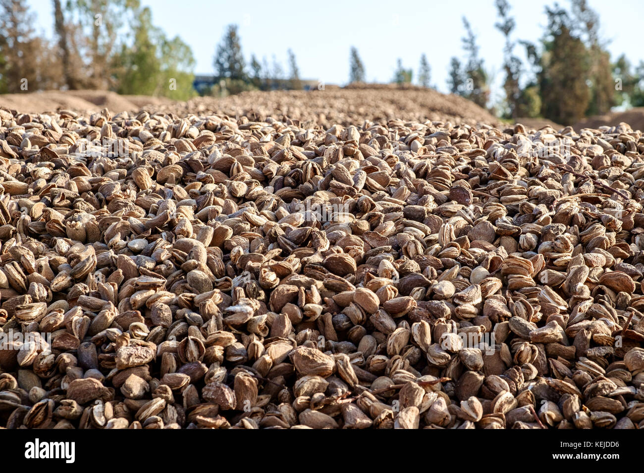Pile of freshly picked almonds drying in the sun Stock Photo - Alamy