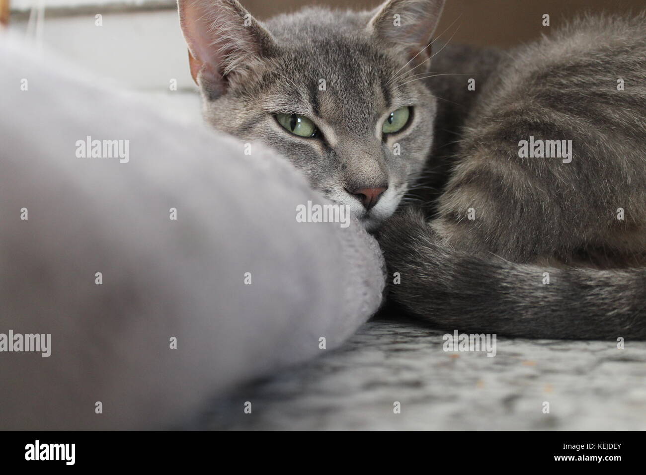 Too much snacking Stock Photo - Alamy