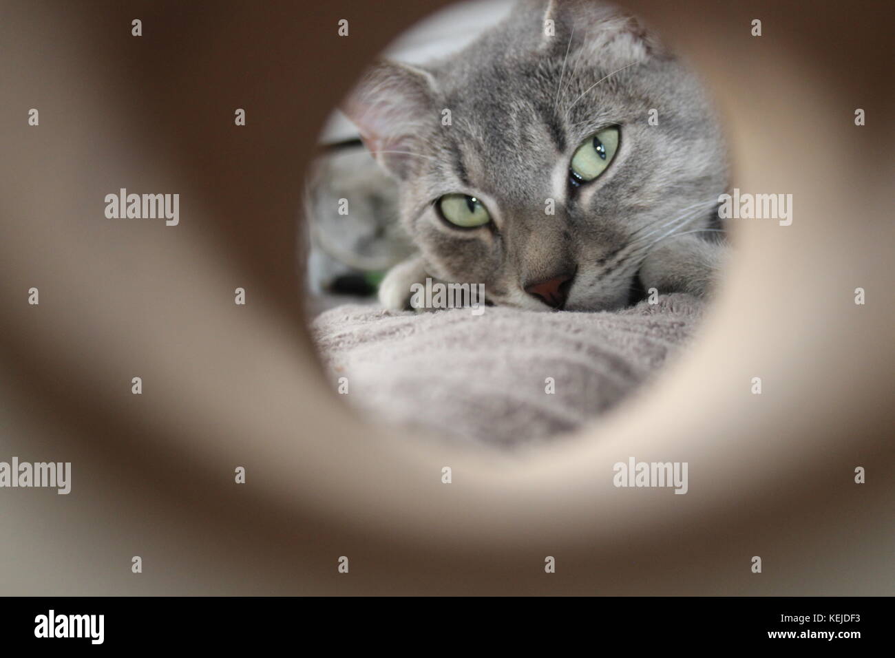 Too much snacking Stock Photo - Alamy
