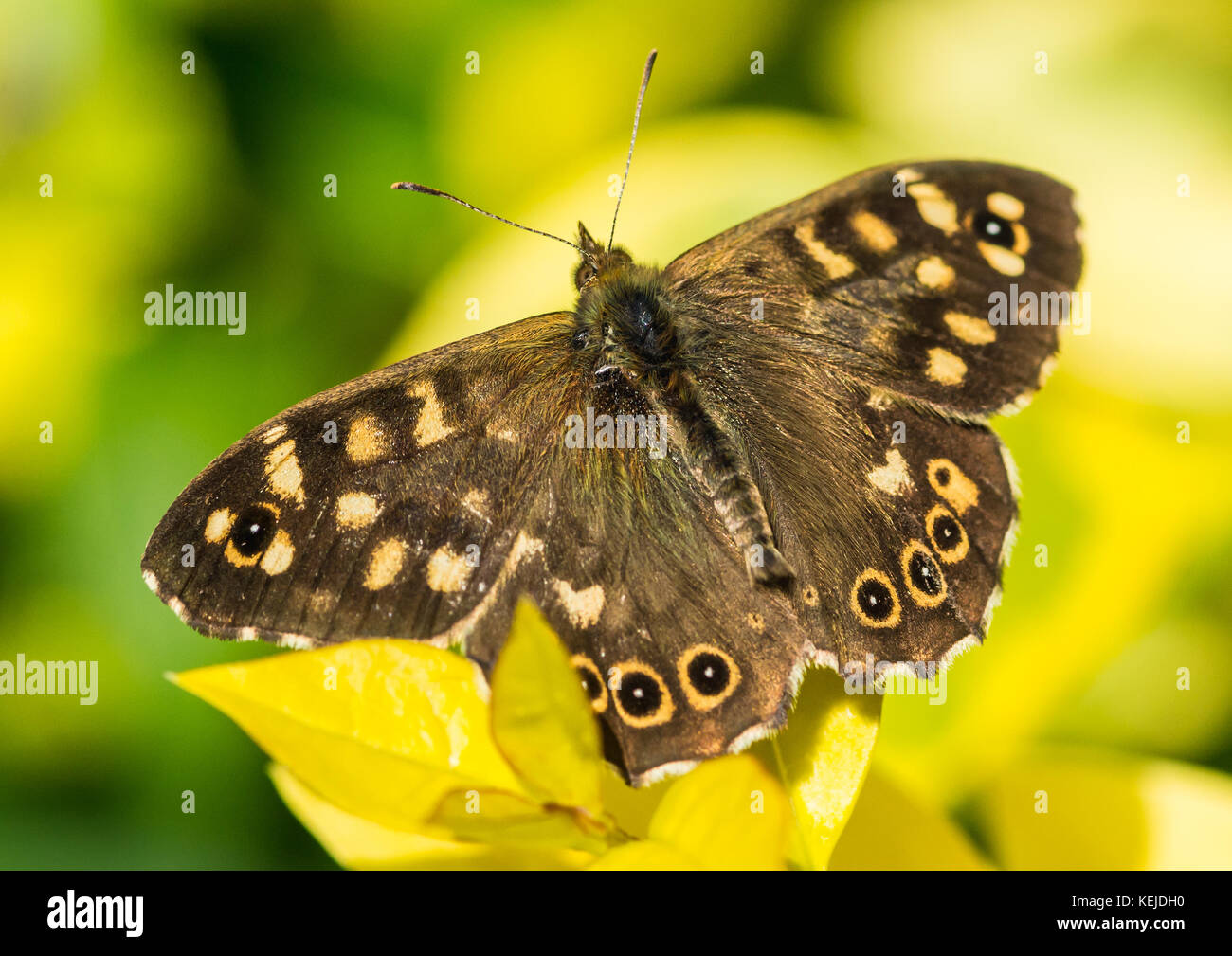 Speckled wood butterfly privet hi-res stock photography and images - Alamy