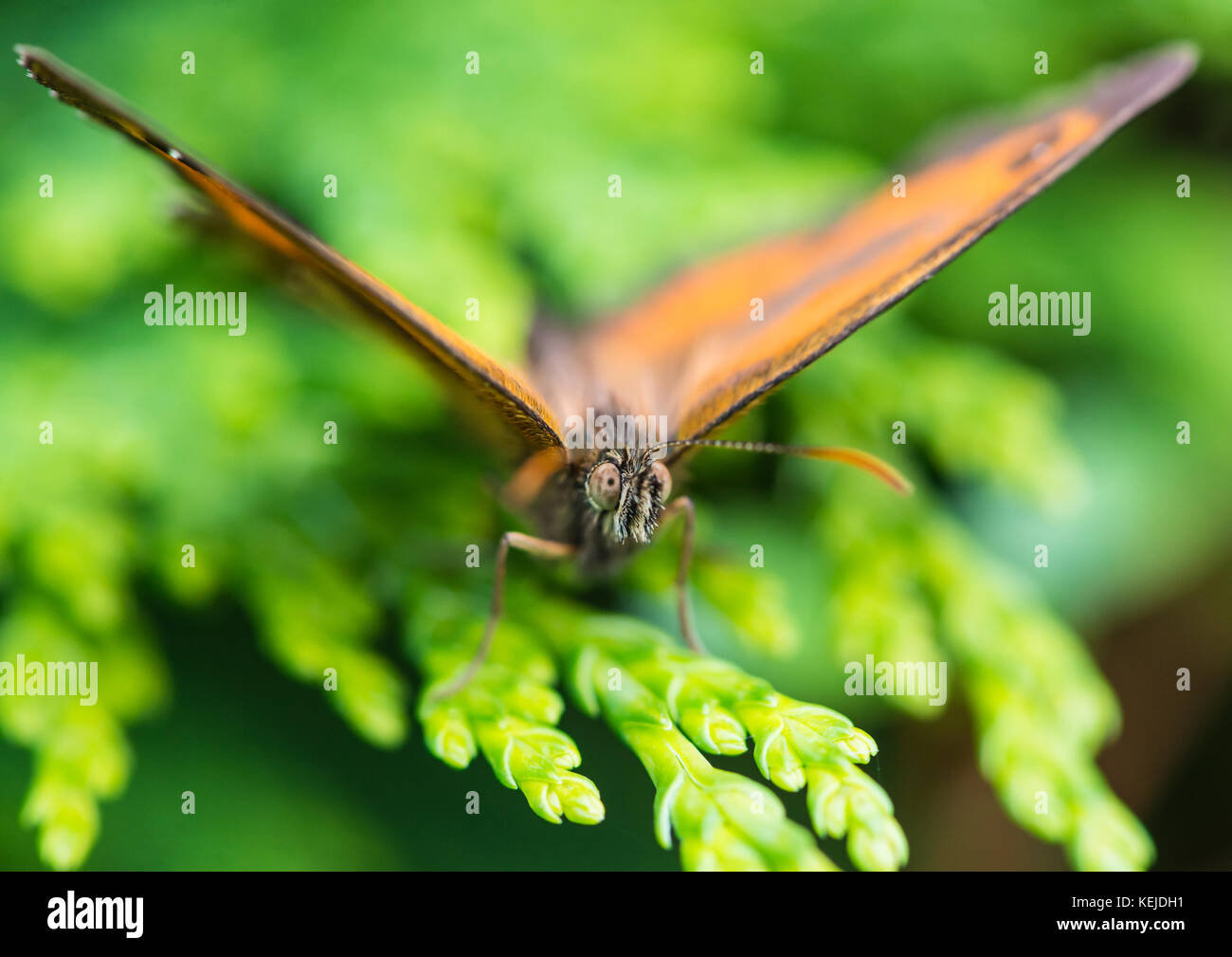 Gatekeeper butterfly sitting hi-res stock photography and images - Alamy