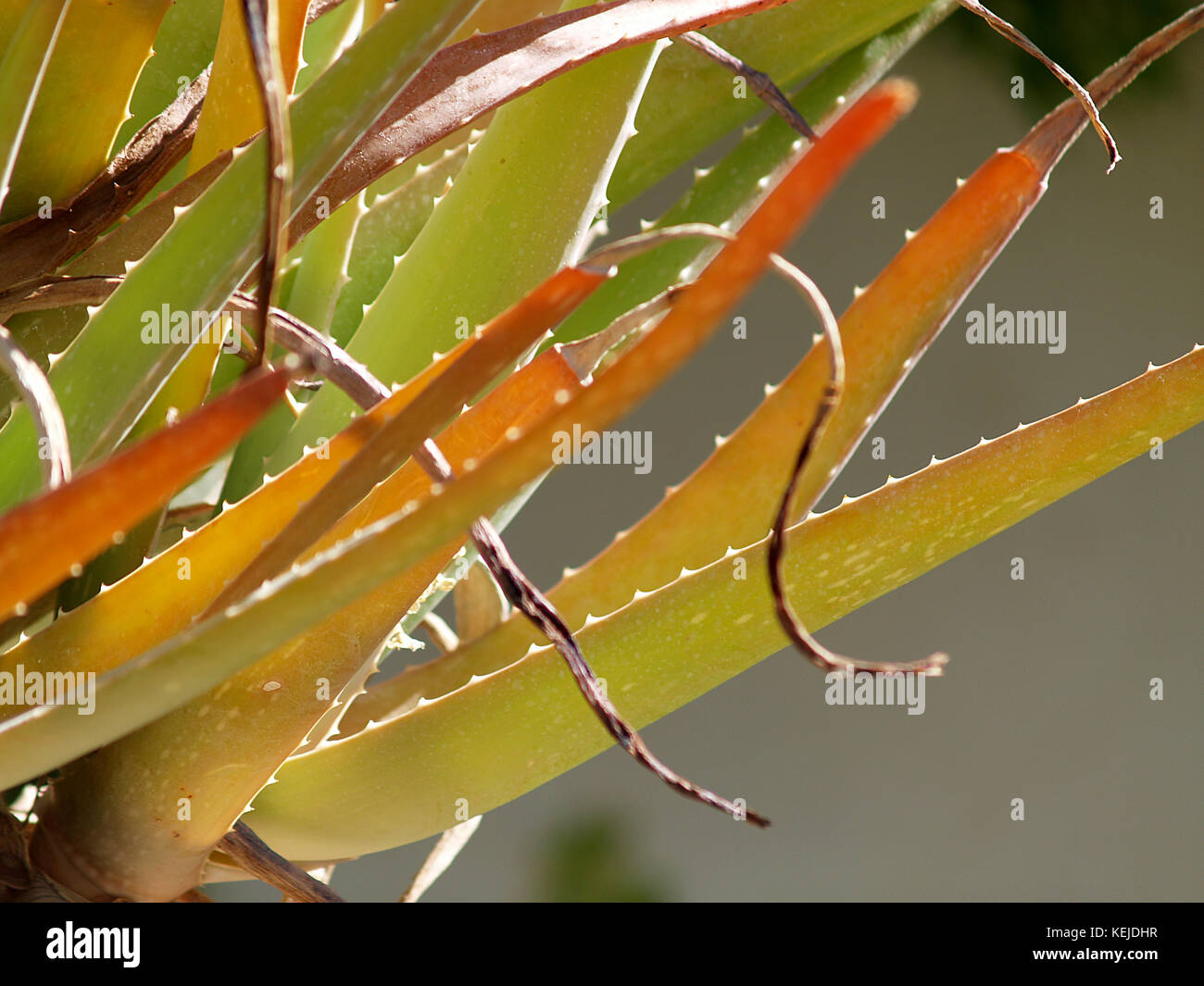 aloe vera forms Stock Photo - Alamy