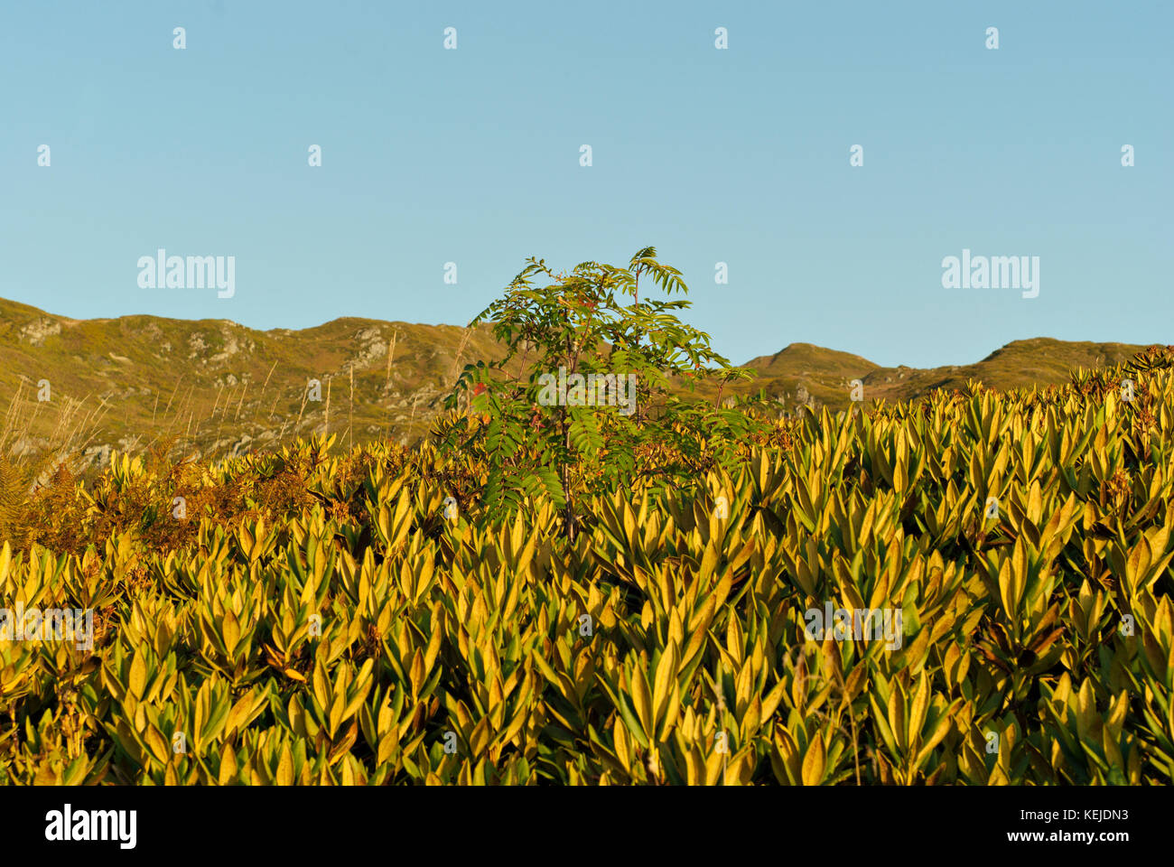 autumn day in the Caucasian mountains: a thicket of golden rhododendron ...